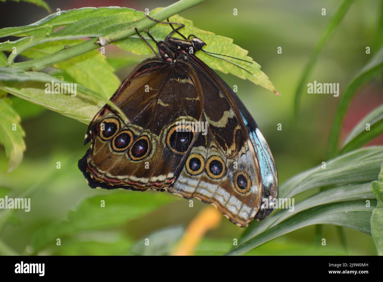 Butterfly with seven spots hi-res stock photography and images - Alamy