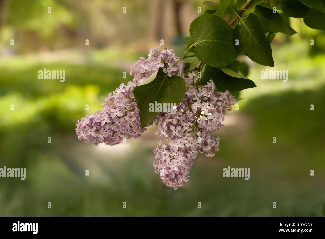 Beautiful abstract floral tree hi-res stock photography and images - Alamy