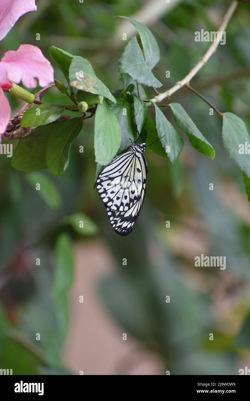 Hanging paper kite hi-res stock photography and images - Alamy