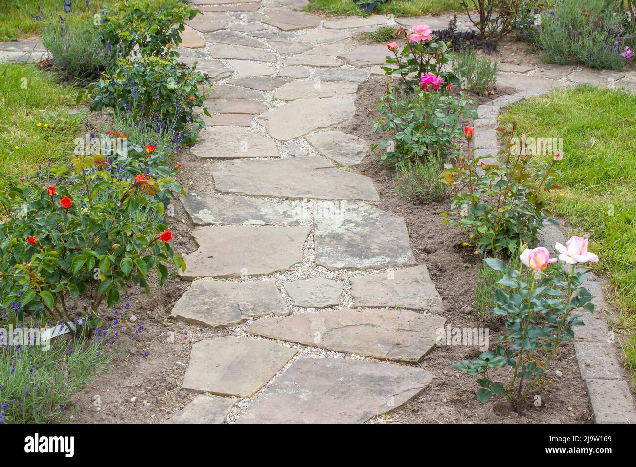 stone paved garden path and flowers - roses and lavender Stock Photo ...