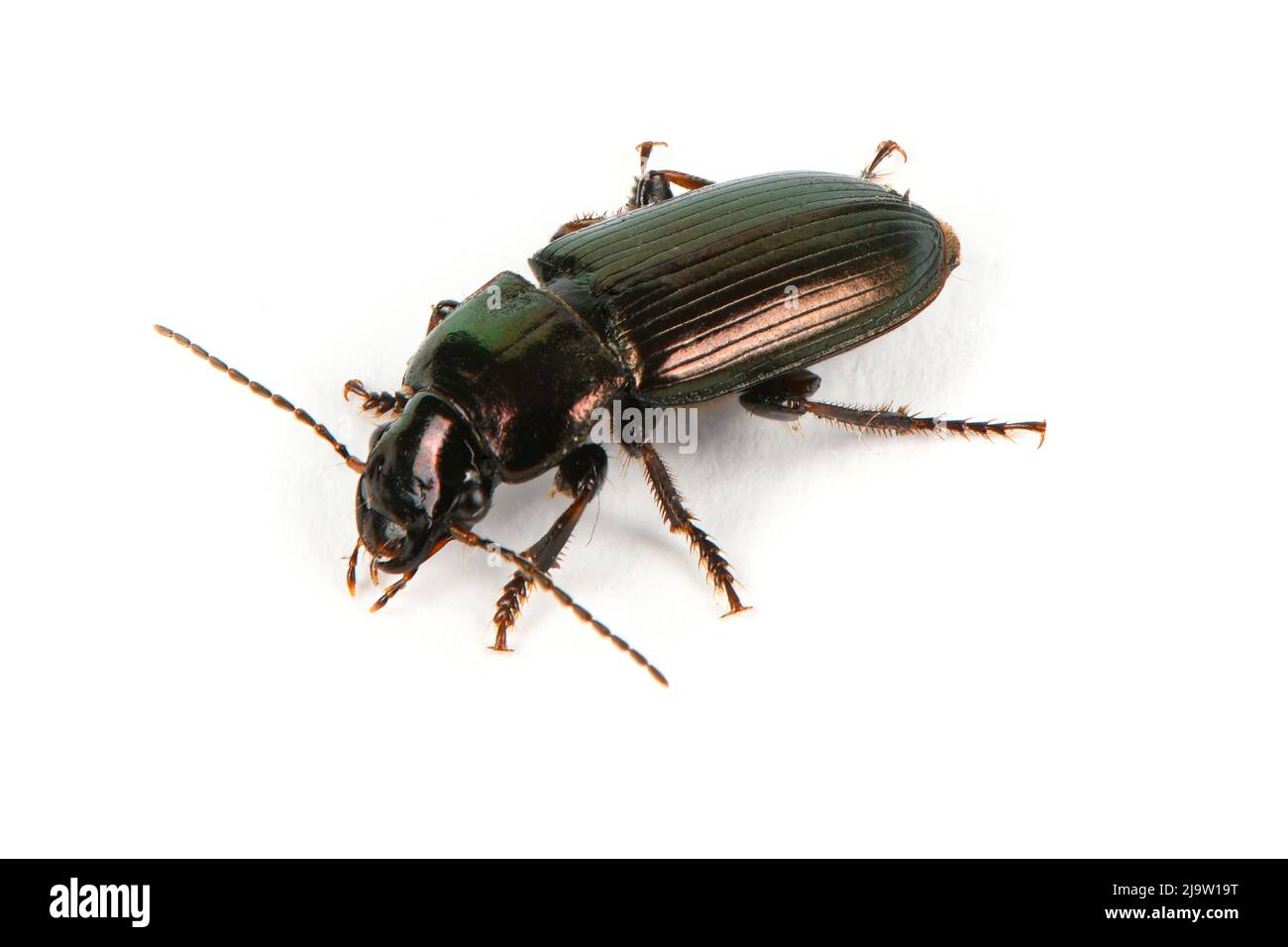 Bark beetle, big greenish beetle on white background (Latin name ...