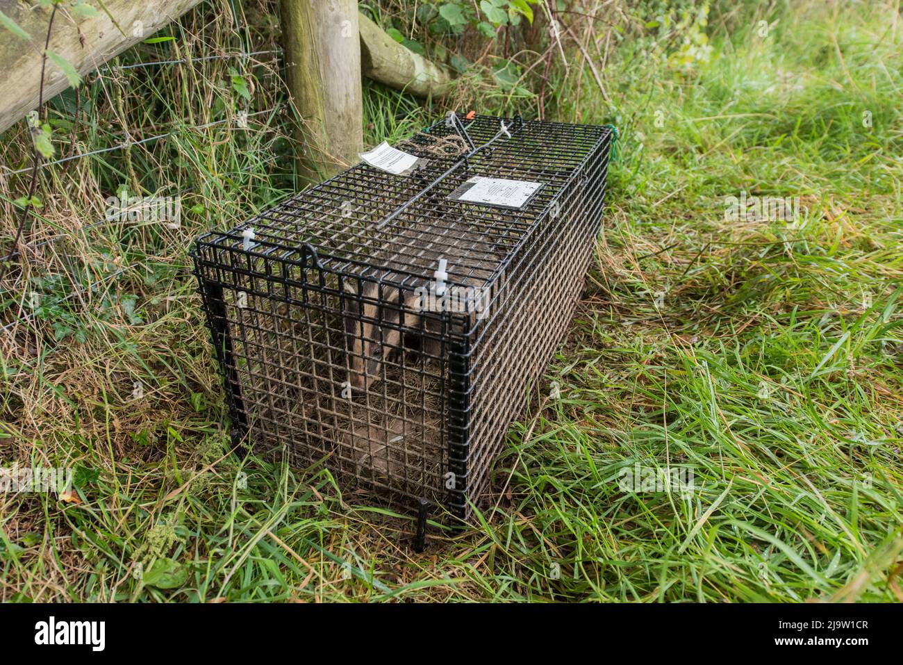 Badger vaccination cage hi-res stock photography and images - Alamy