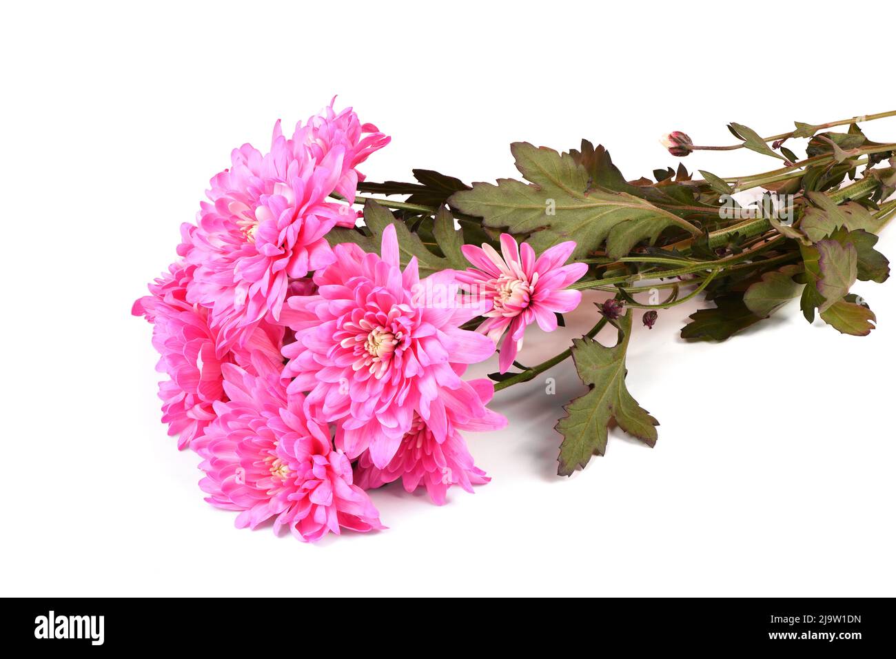 Single stem with many pink flowers of the chrysanthemum (Chrysanthemum ...