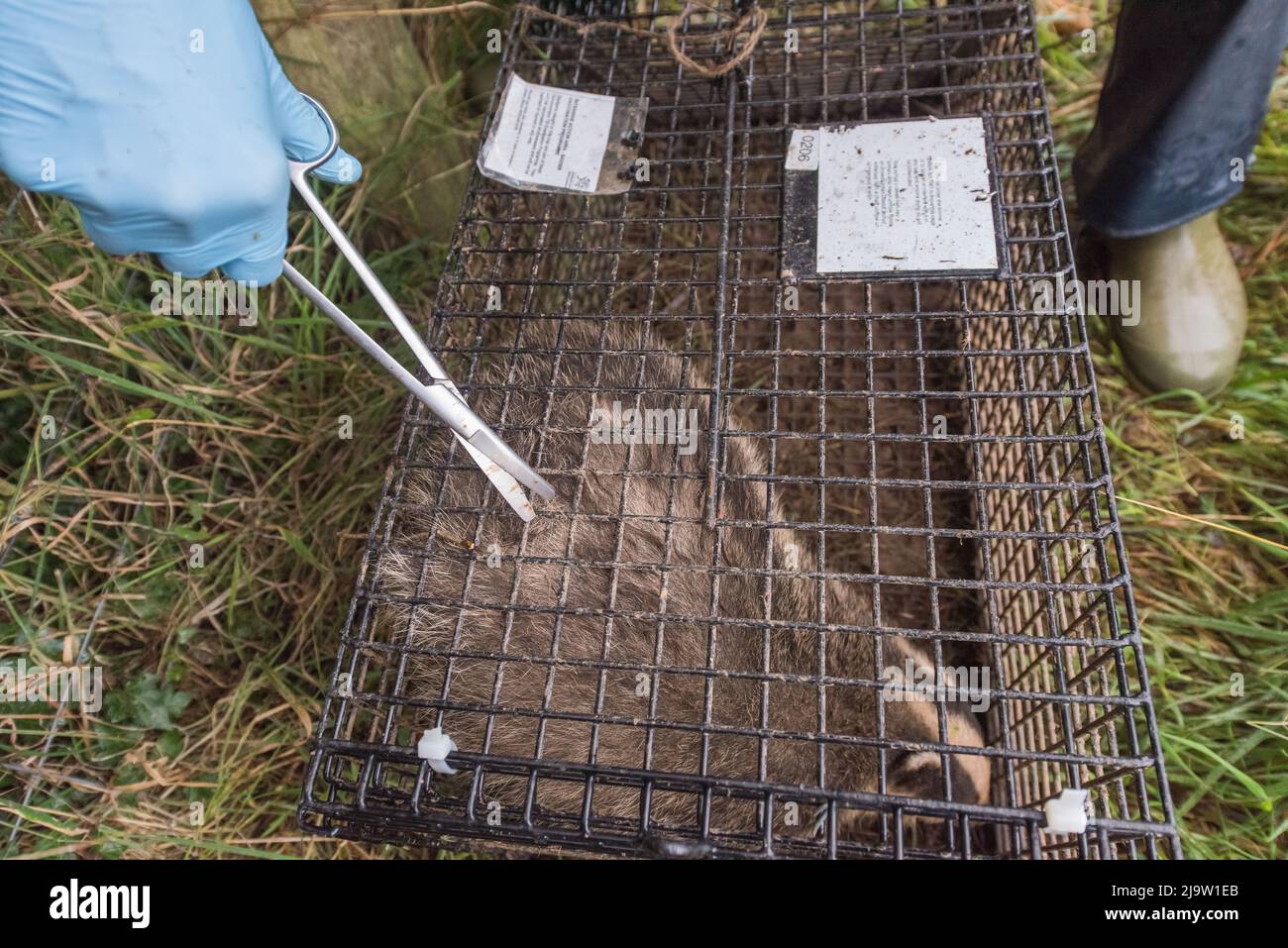 Hair sample being cut with scissors for DNA testing. Badger vaccination ...