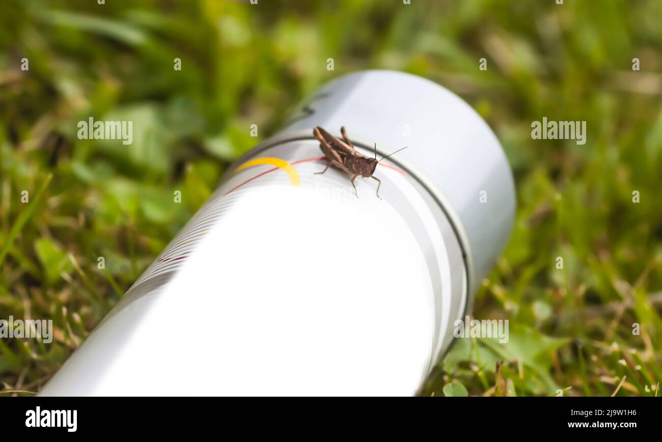 Grasshopper insect sitting on empty bottle Stock Photo - Alamy
