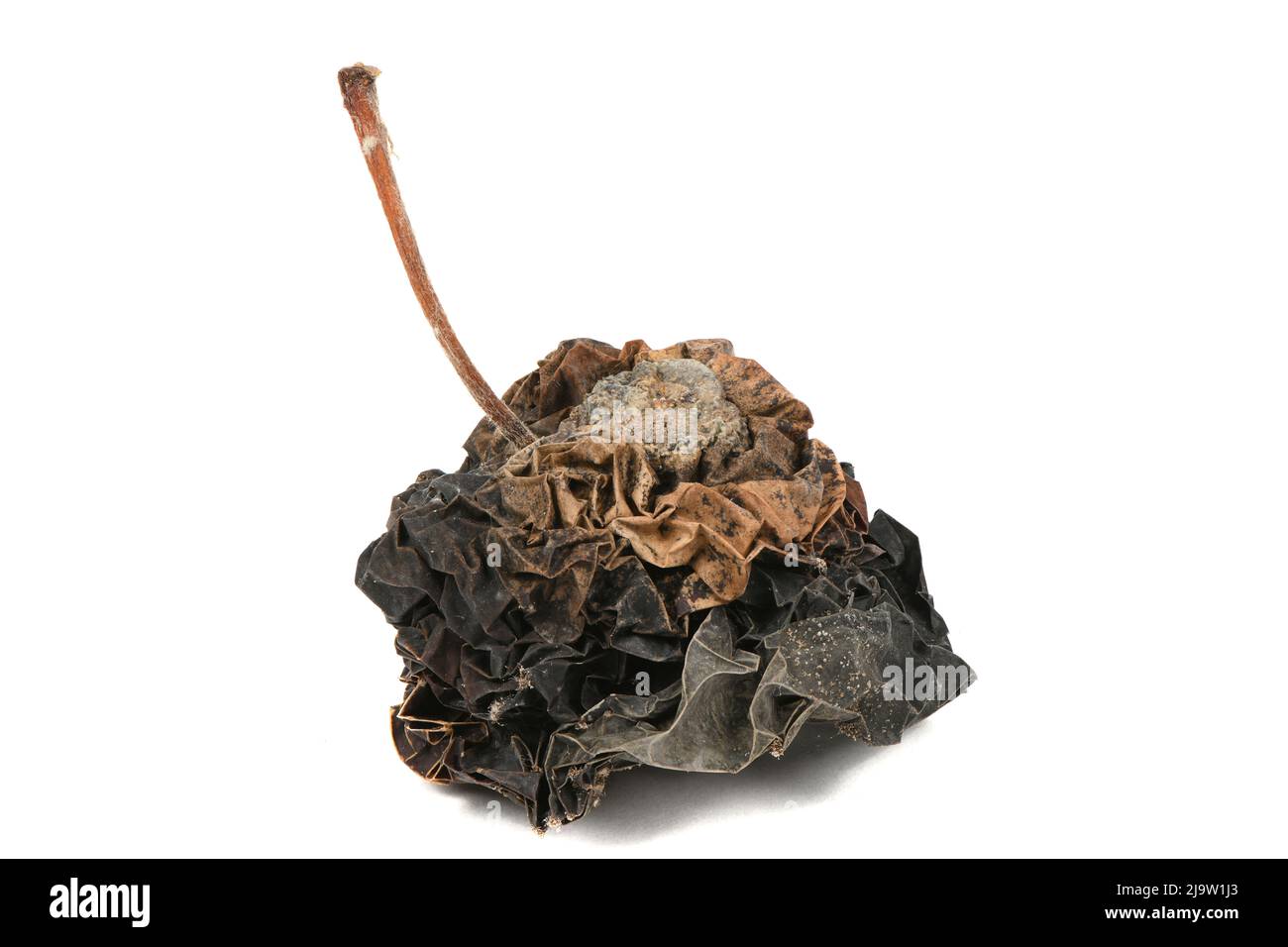 Rotten apple isolated on white background. High resolution photo. Full ...