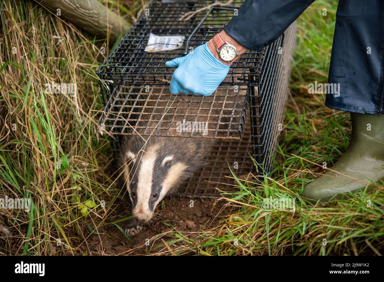 Vaccination cage hi-res stock photography and images - Alamy