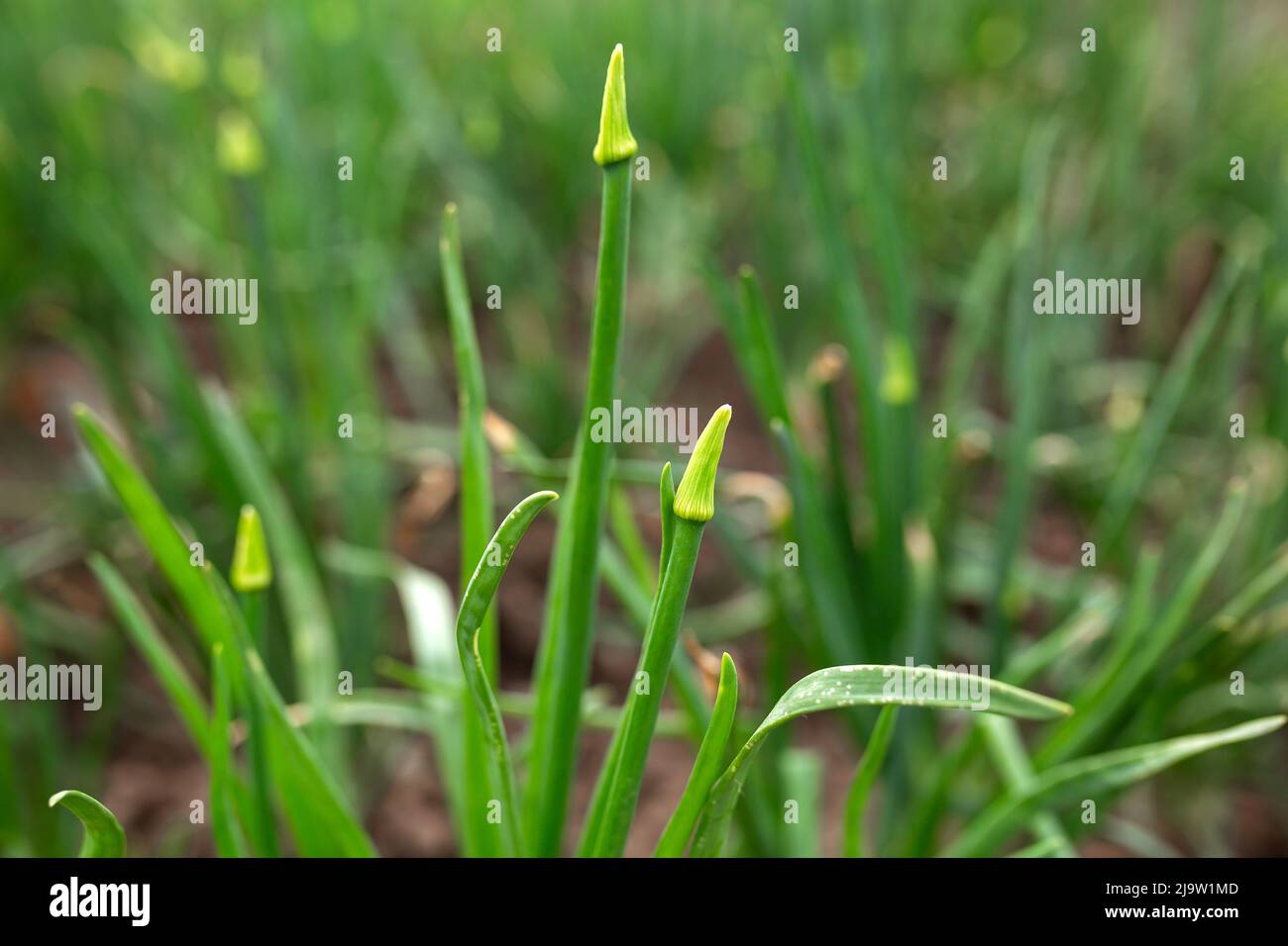 Onion pipes are green. Vegetable garden, agriculture, rural, business ...