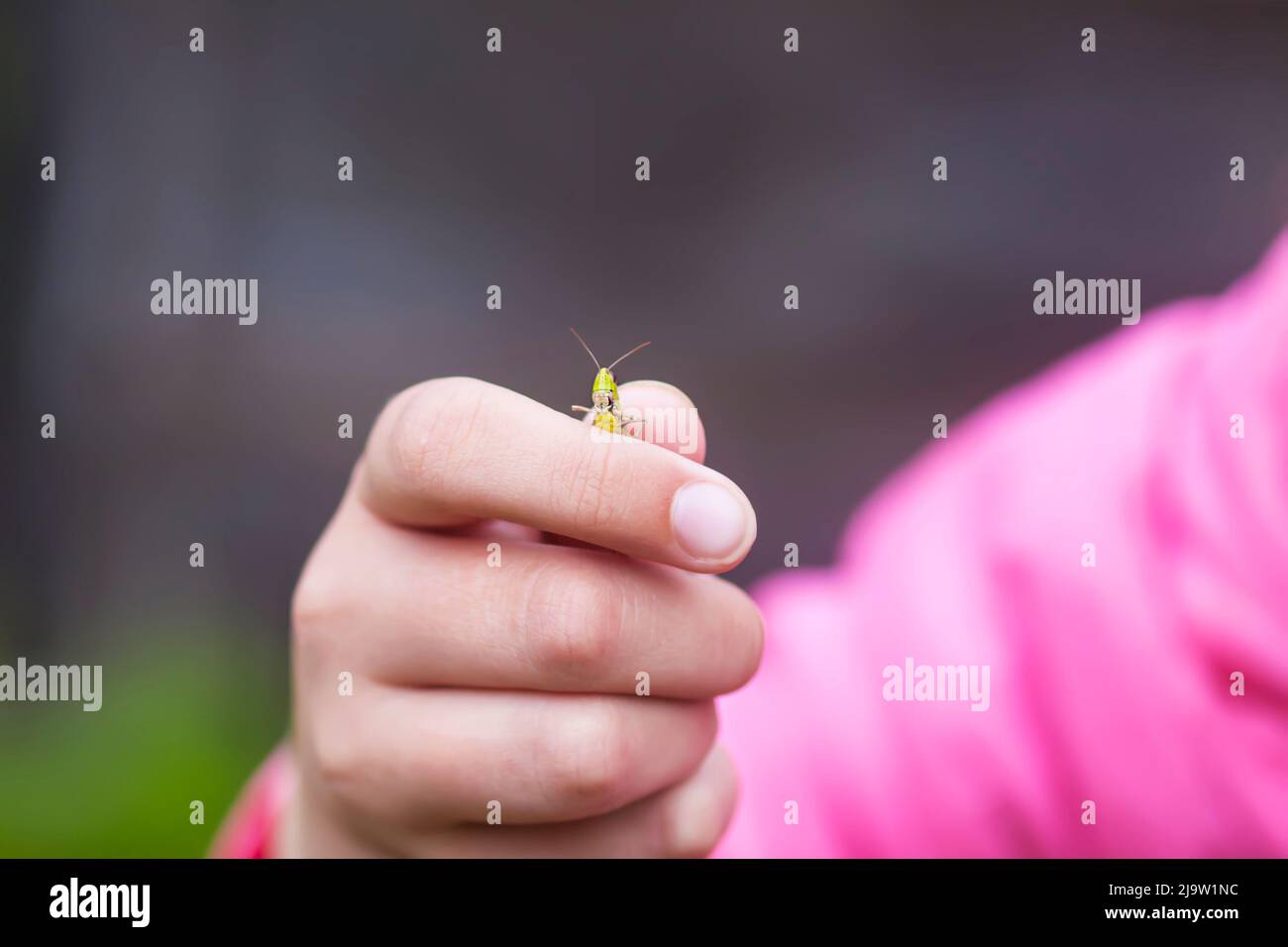 Grasshopper insect in child's hand Stock Photo - Alamy