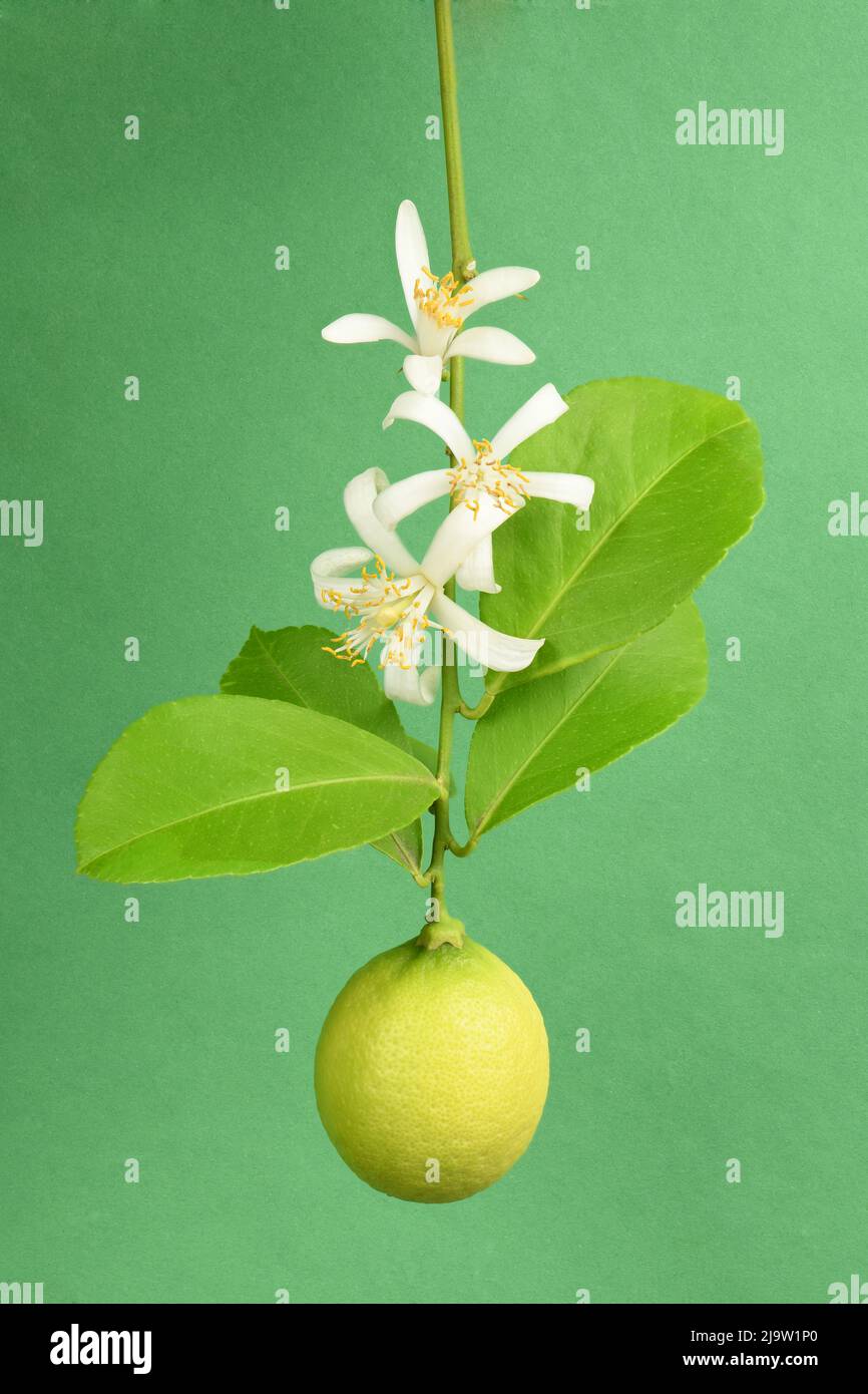 Fresh lemon flover isolated on green background. High resolution photo ...