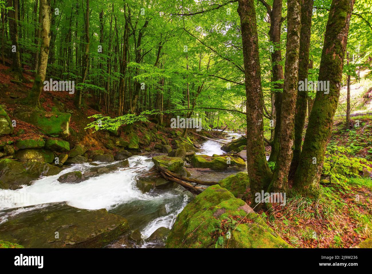 rapid brook in the park. primeval beech forest in spring. beautiful ...