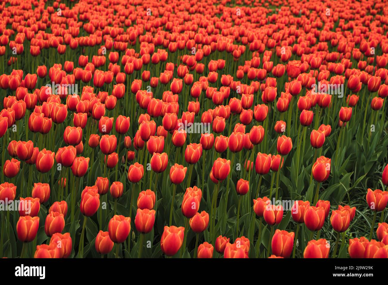 Tulip flowers meadow, selective focus. Spring nature background for web ...