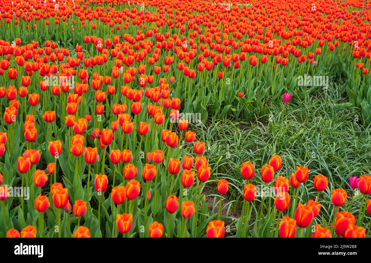 Tulip flowers meadow, selective focus. Spring nature background for web ...