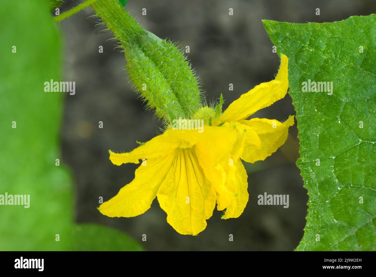 Green cucumber with flower and leaves on garden background. High ...