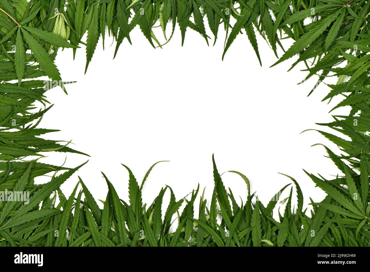 Square frame with marijuana cannabis leaf on white background. High ...