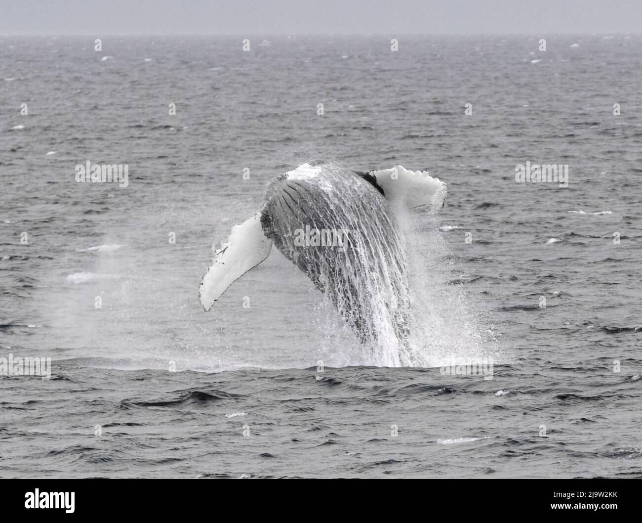 Above water whale wildlife hi-res stock photography and images - Alamy
