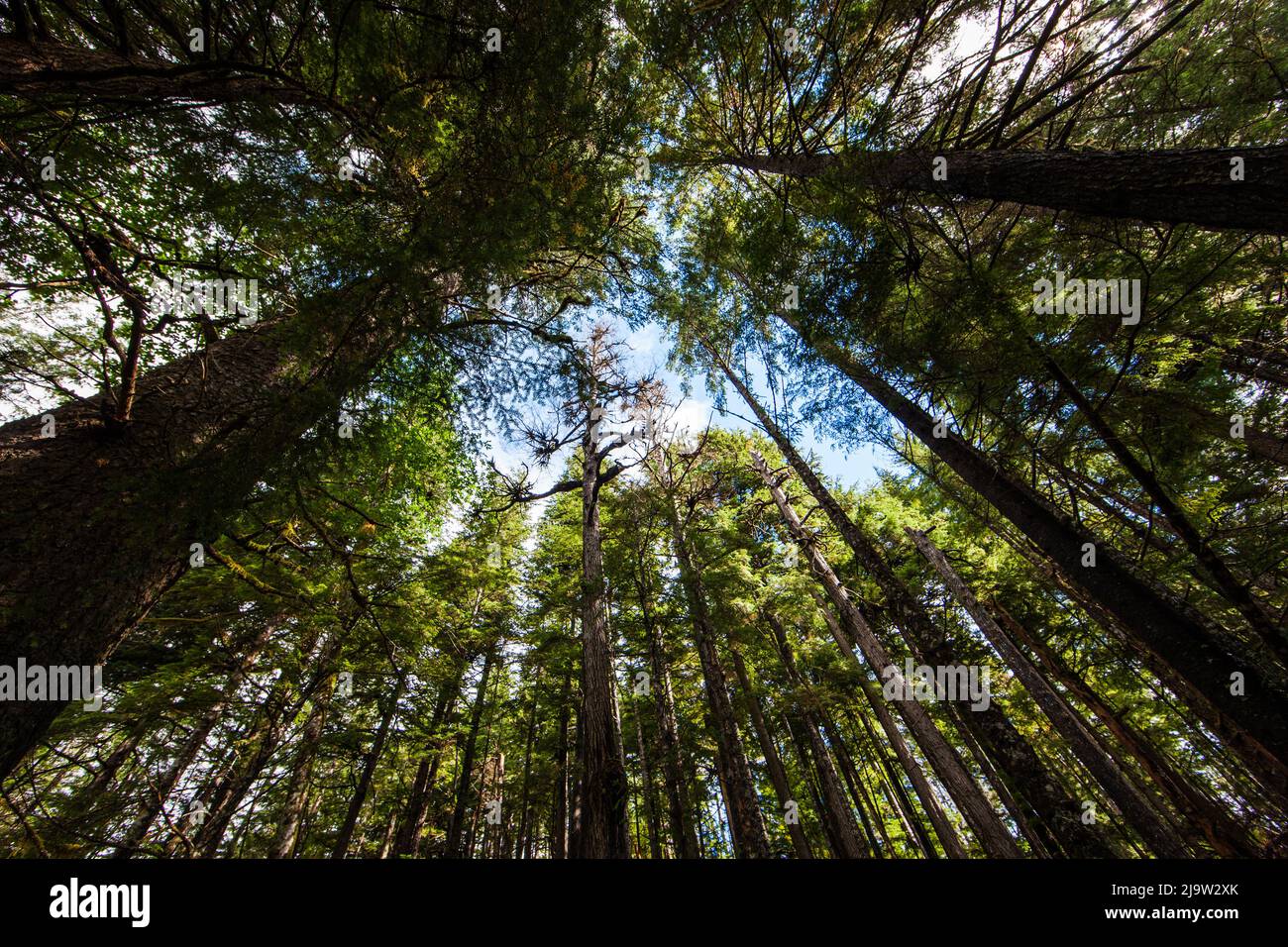 Temperate bamboo forest hi-res stock photography and images - Alamy