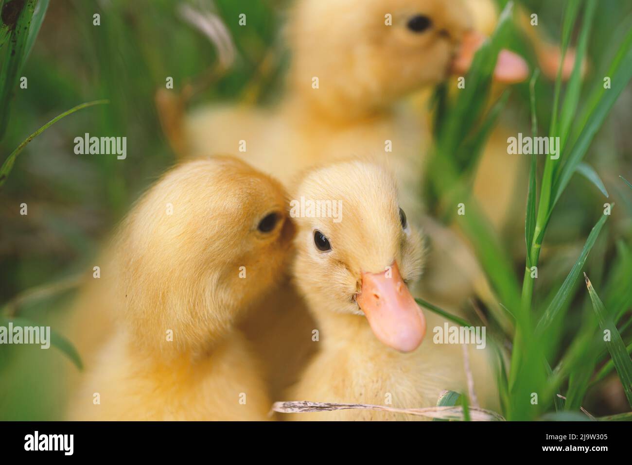 The yellow ducklings in the grass Stock Photo - Alamy