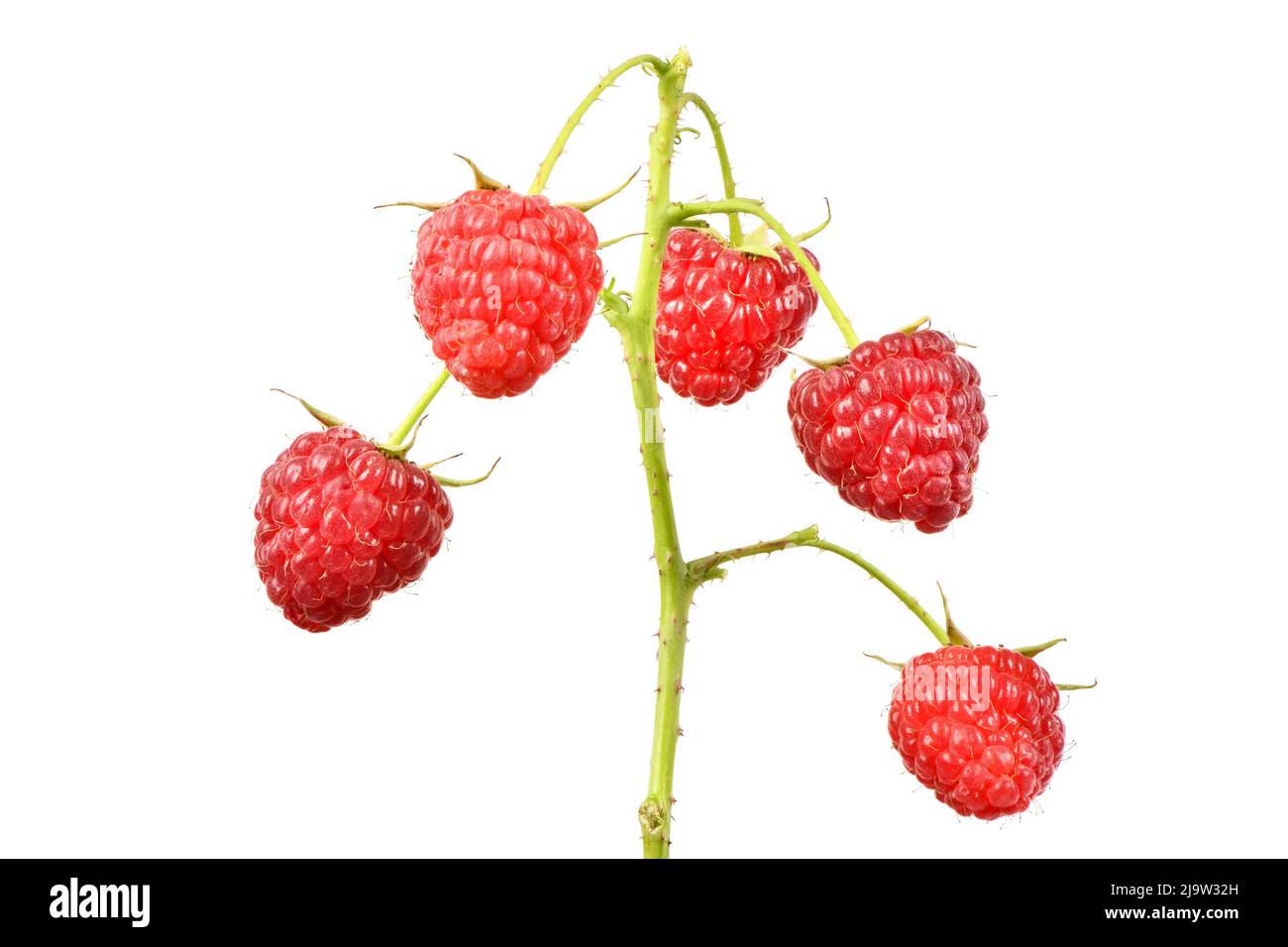 Raspberry twig isolated on white background. High resolution photo ...