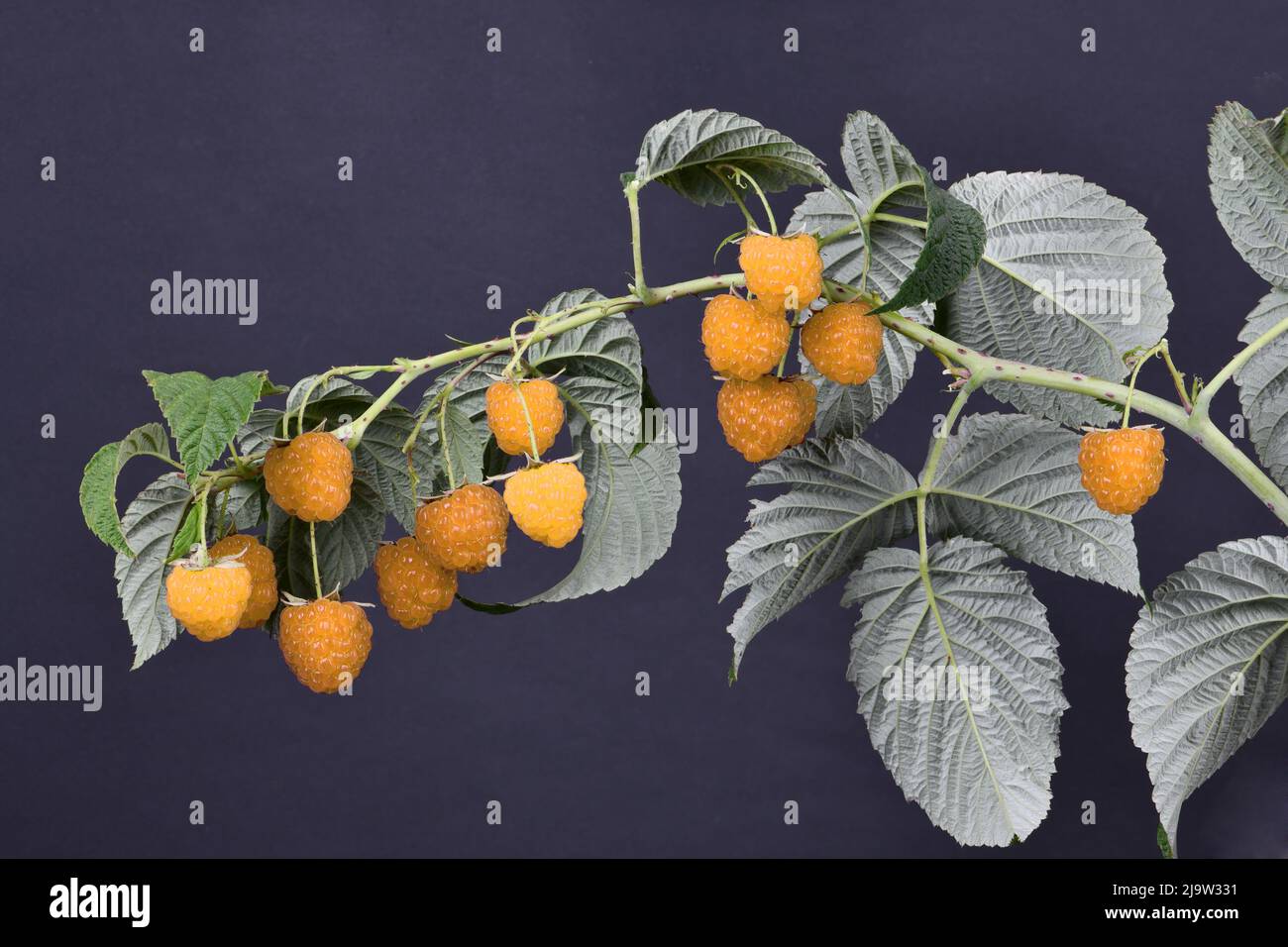 Raspberry twig with leaves isolated on black background. High ...