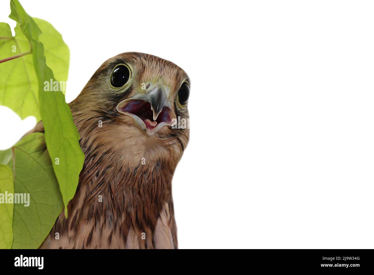 Portrait. A falcon with an open beak. On a white background. Isolate ...