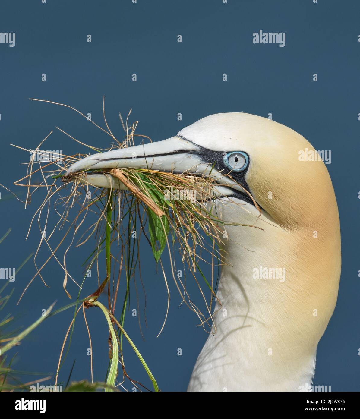 Gannet flowers hi-res stock photography and images - Alamy
