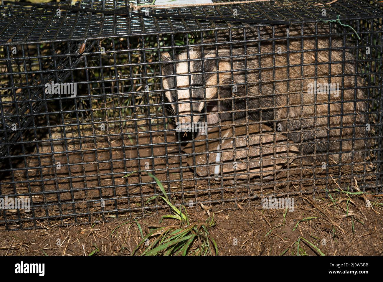 Trapped in a cage hi-res stock photography and images - Alamy