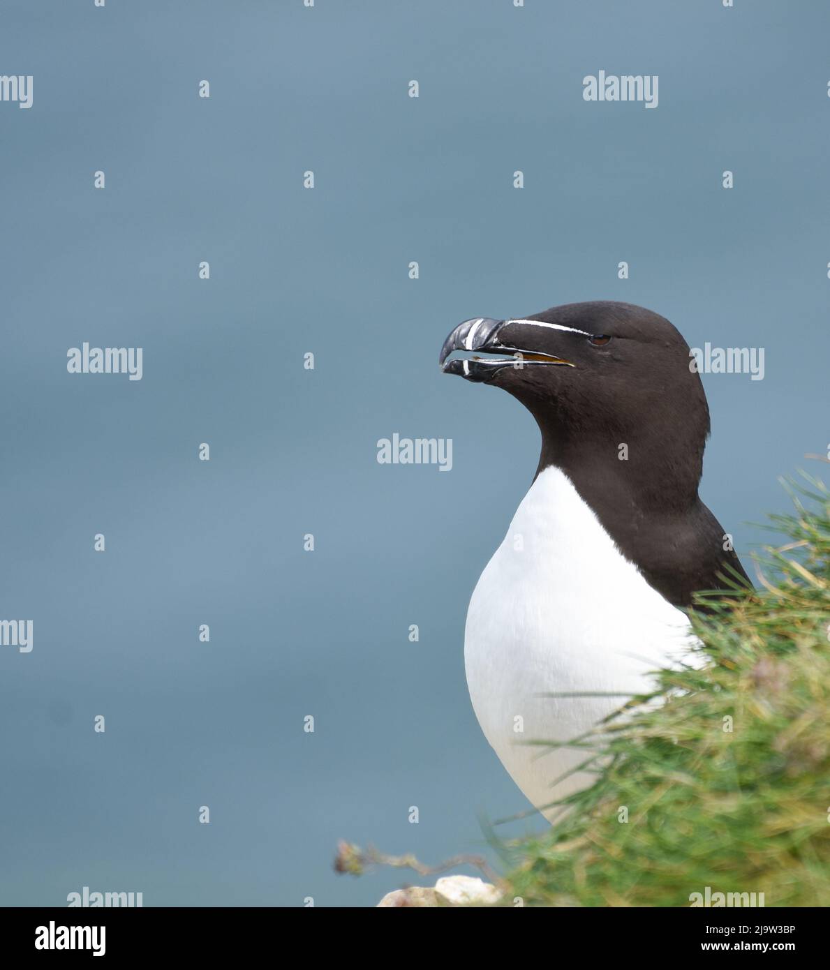 Close up razorbill hi-res stock photography and images - Alamy