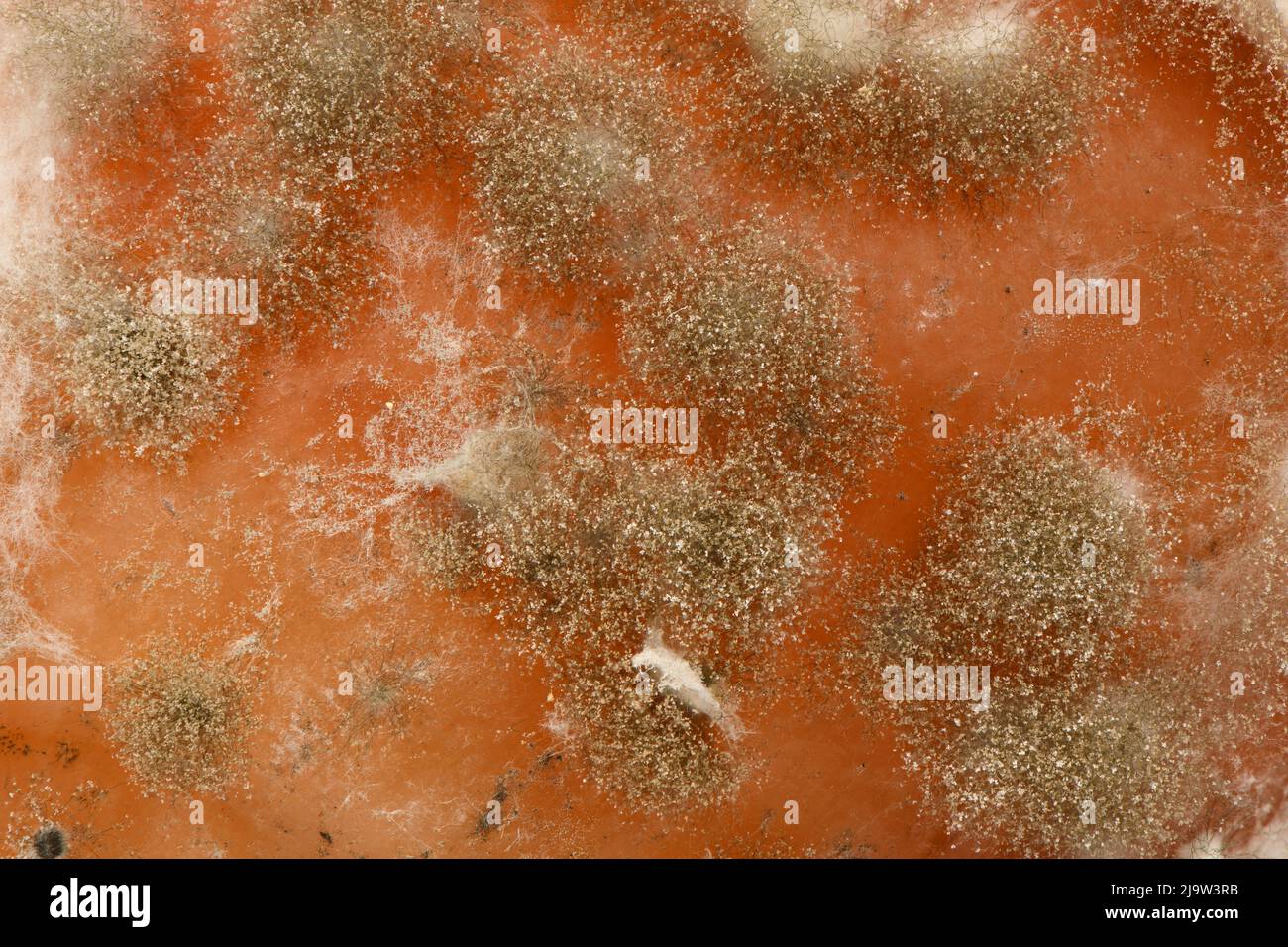 Mold extreme close-up. Macro shot of mold. Side view. Mold is a fungus ...
