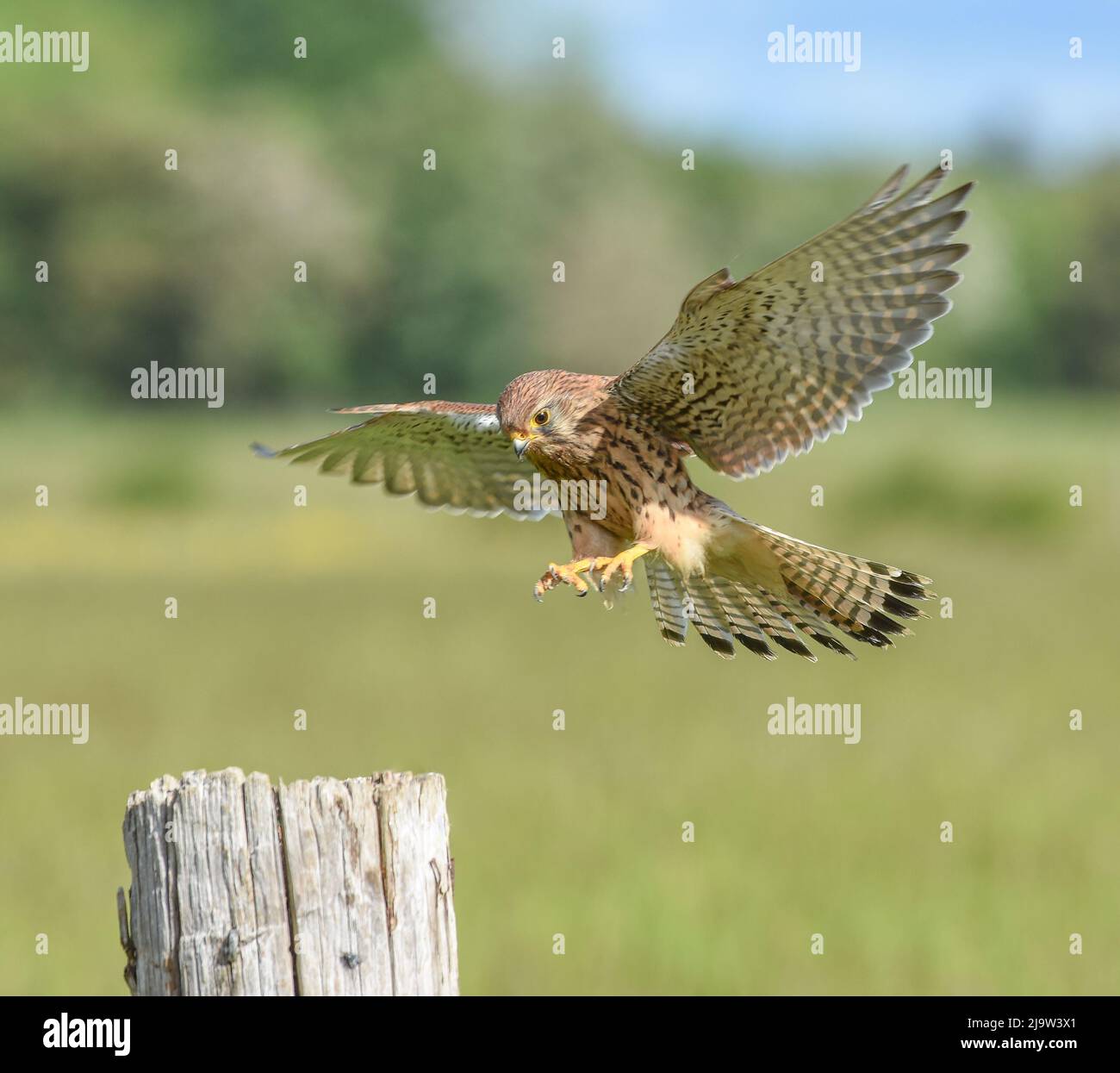 Female Kestrel in Flight. Falco Tinnunculus. York, North Yorkshire ...