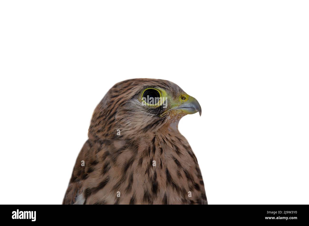 A bird of prey looks sideways. A falcon on a white background. Isolate ...