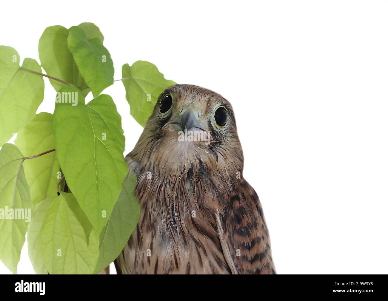 Portrait of a falcon on a white background. Isolate. The muzzle of a ...
