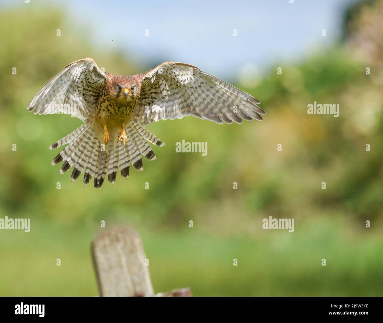 Female Kestrel in Flight. Falco Tinnunculus. York, North Yorkshire ...