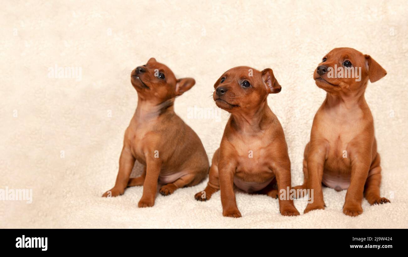 Three adorable puppies on a light background. A group of small dogs ...