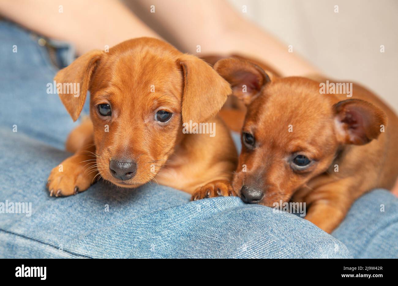 Two brown puppies are lying in the arms of a man. Little dogs on a girl ...