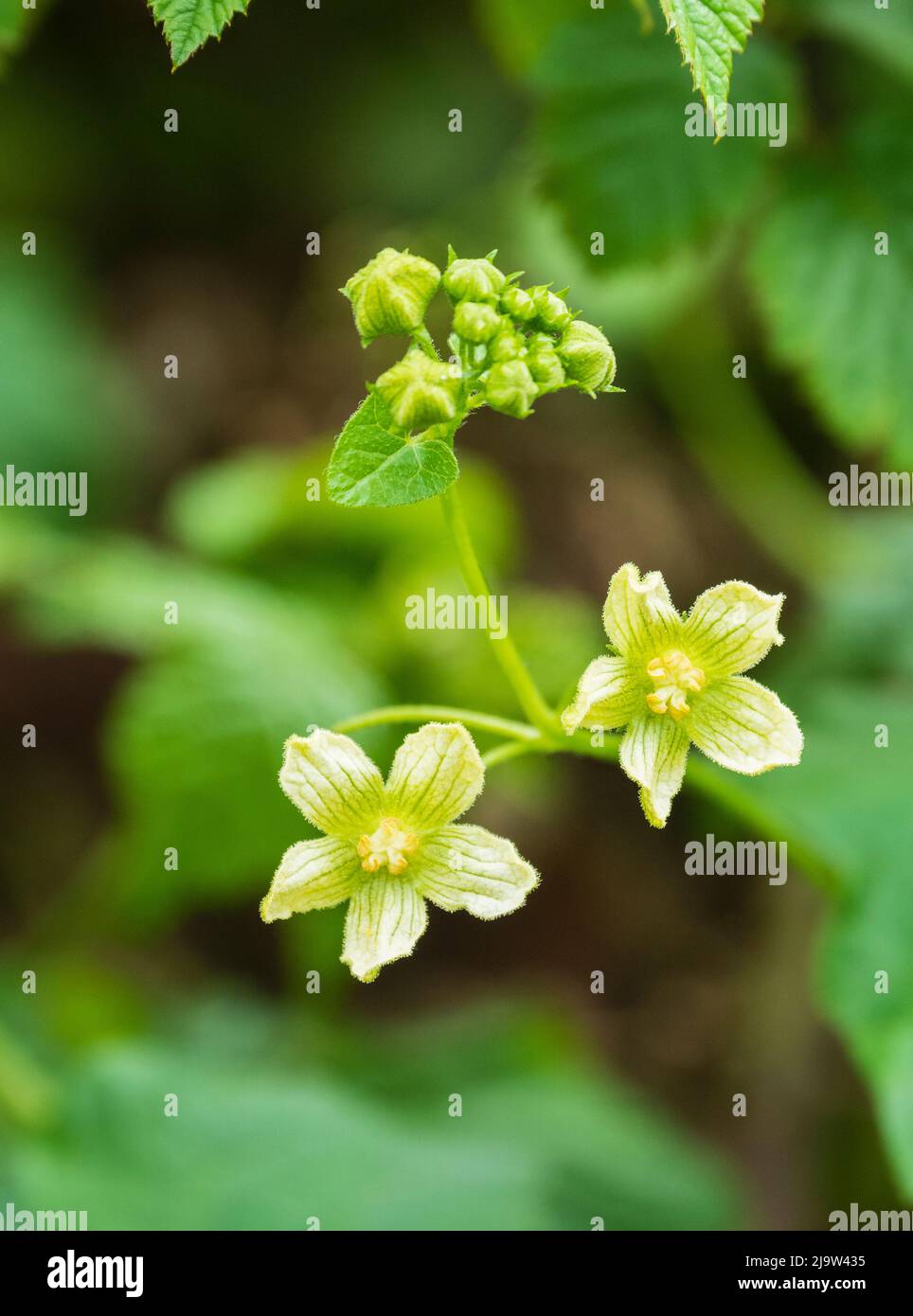 Late spring flowers of the hardy tendril climber white bryony, Bryonia ...