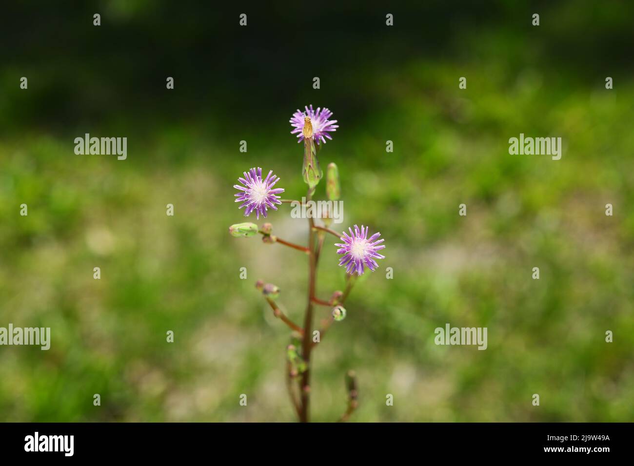 Florida native ironweed (Vernonia gigantea) is a long-lived perennial ...