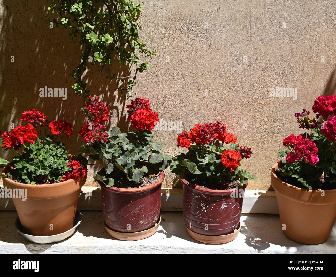 Traditional handmade clay pots with red geraniums against a stucco wall ...