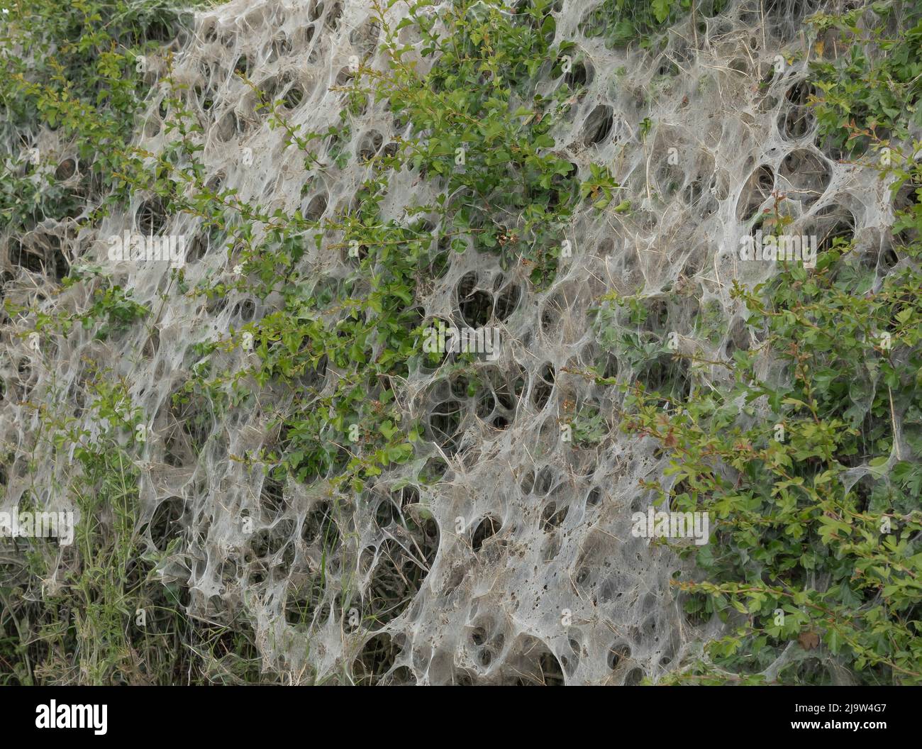 Webs moth hi-res stock photography and images - Alamy