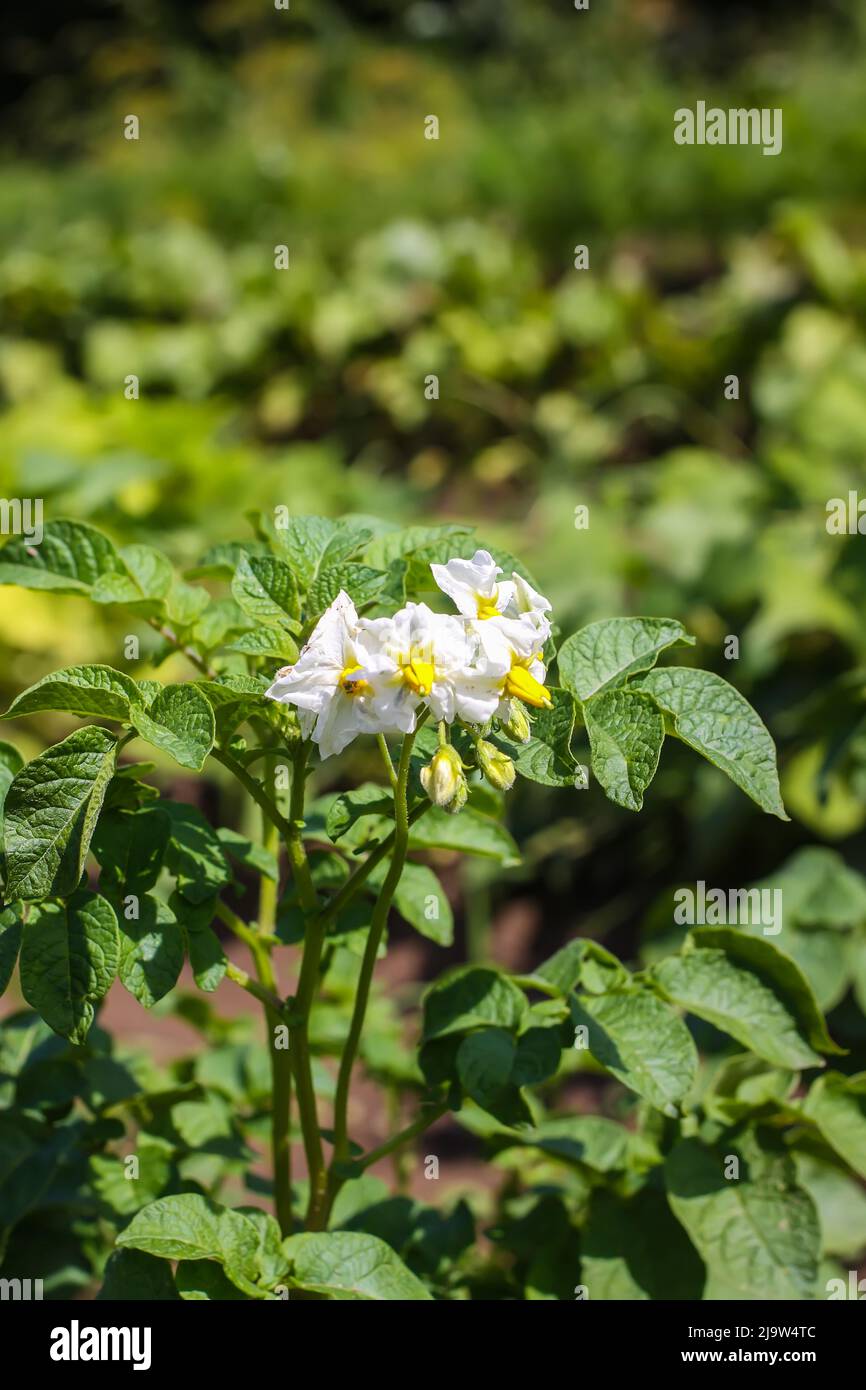 Potato flowers blooming in agriculture organic farm field. Vegetables ...