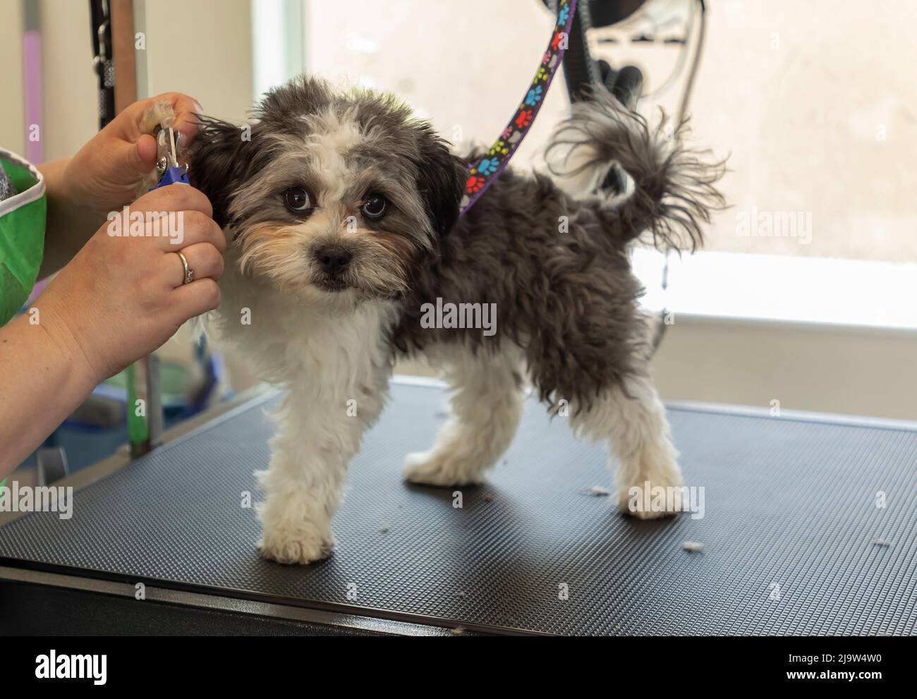 Breed Specific Dog Haircuts