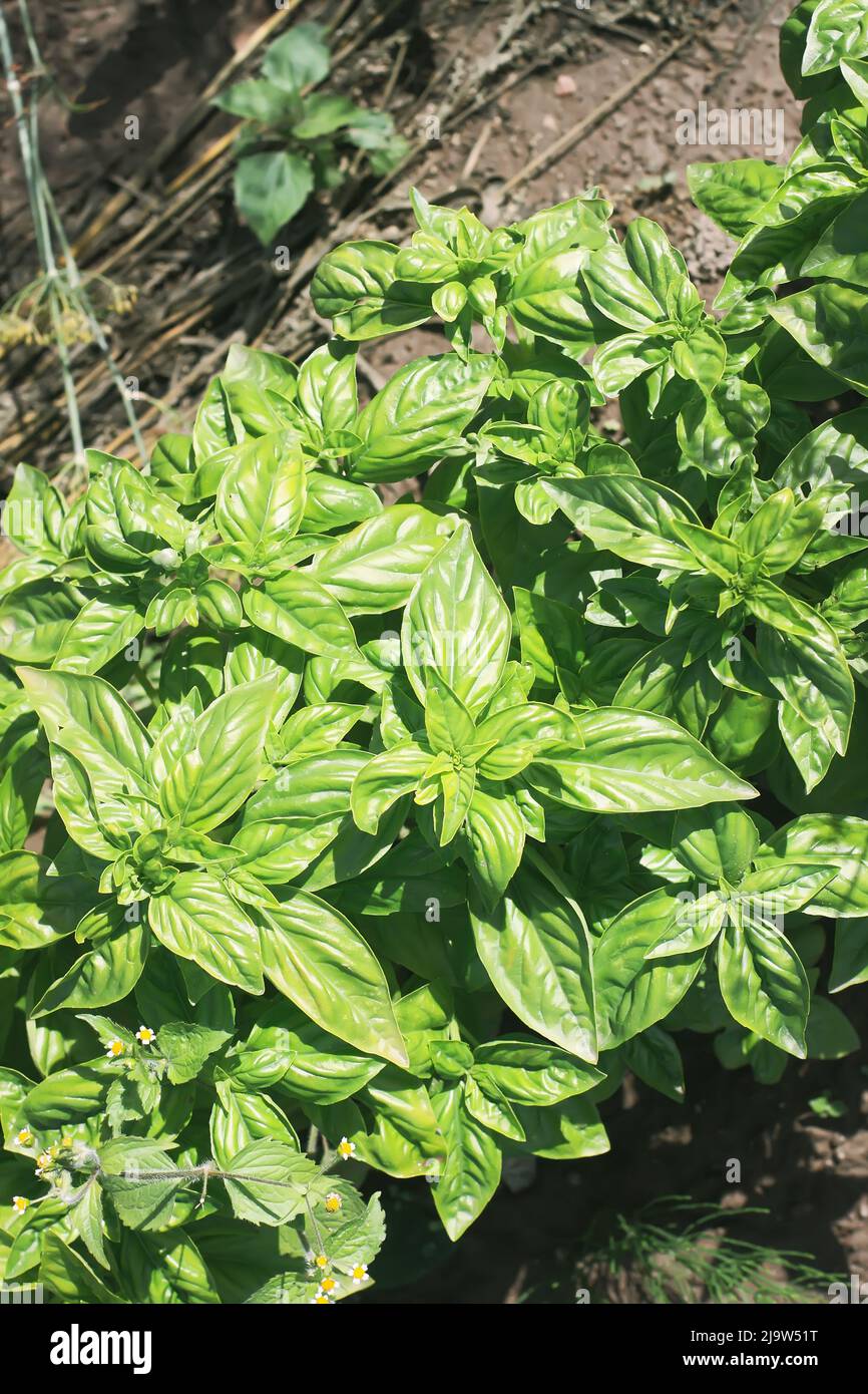 Basil plants texture hi-res stock photography and images - Alamy
