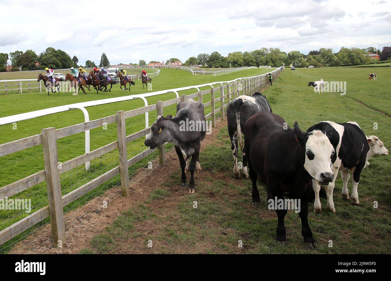 Runners and riders go past a herd of cows during the Etton Claiming ...
