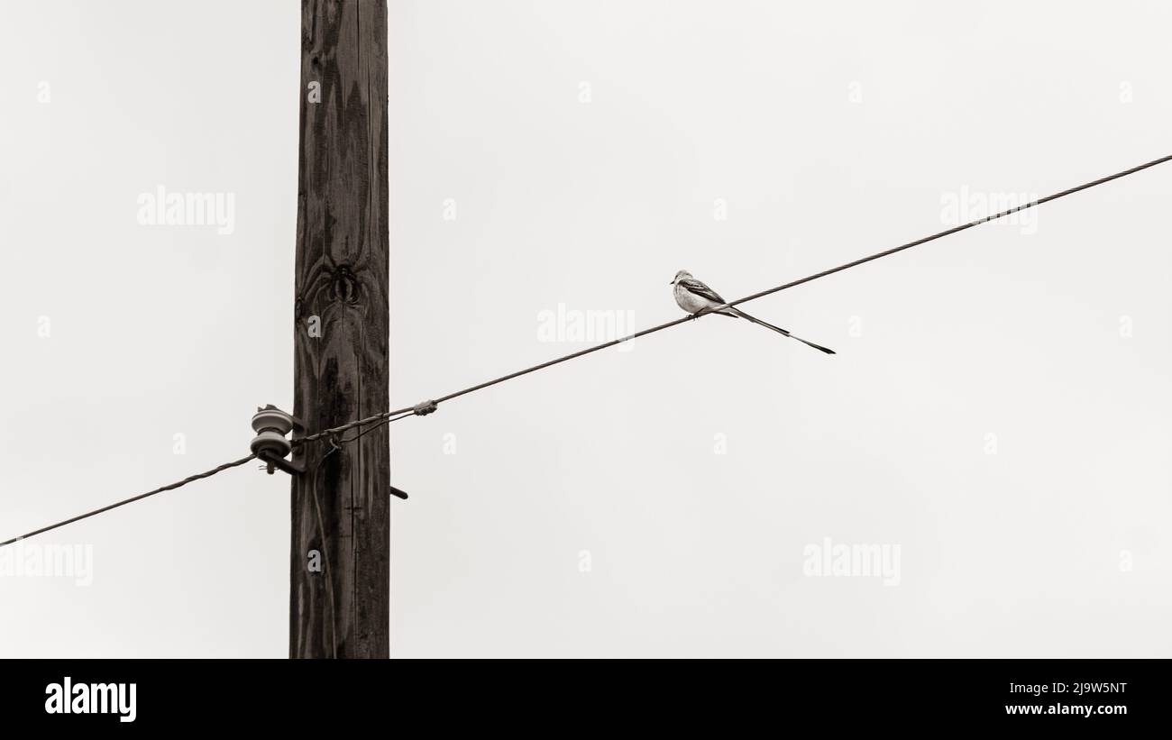 Bird on a Wire Stock Photo - Alamy