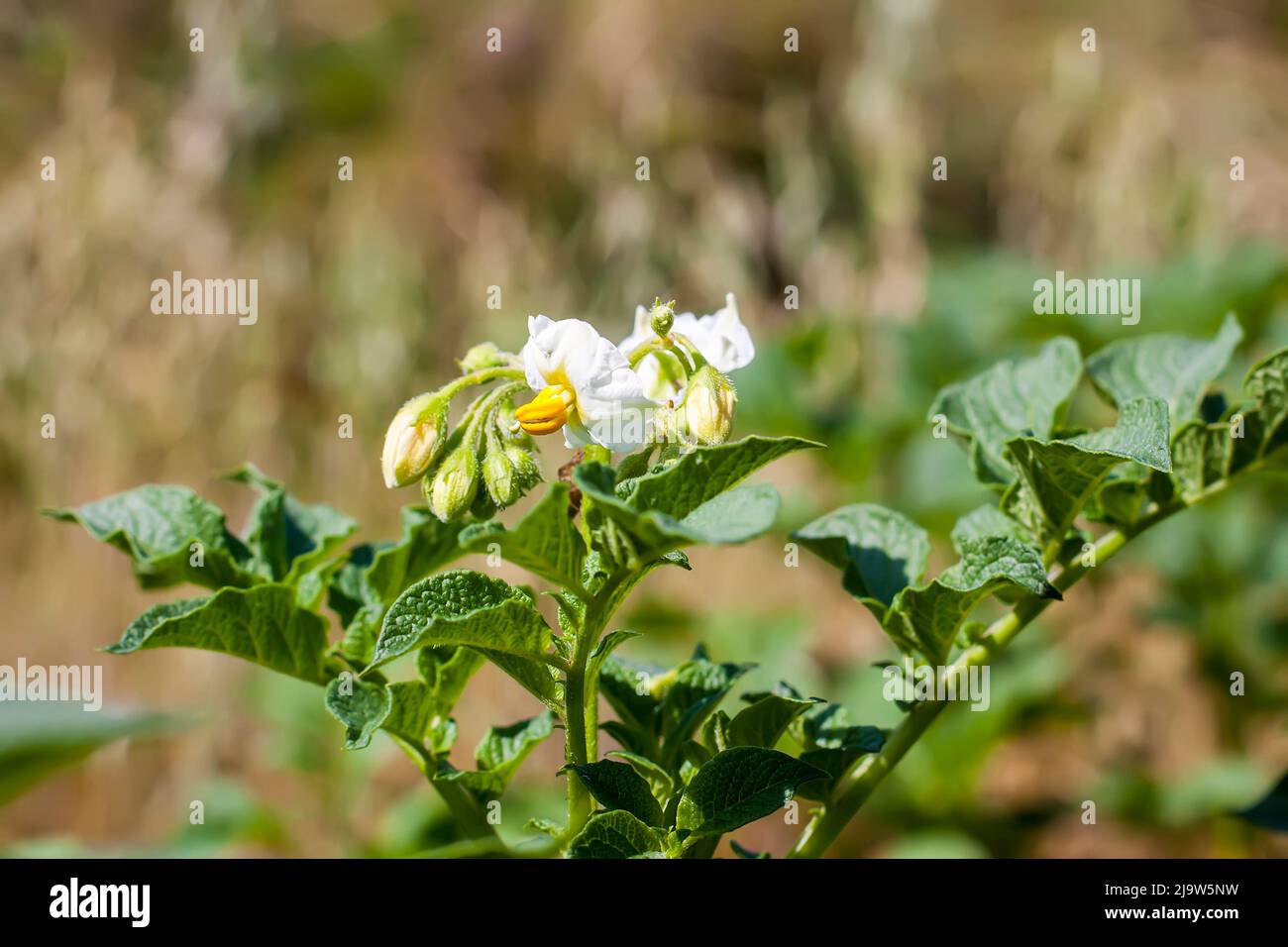 Potato flowers blooming in agriculture organic farm field. Vegetables ...