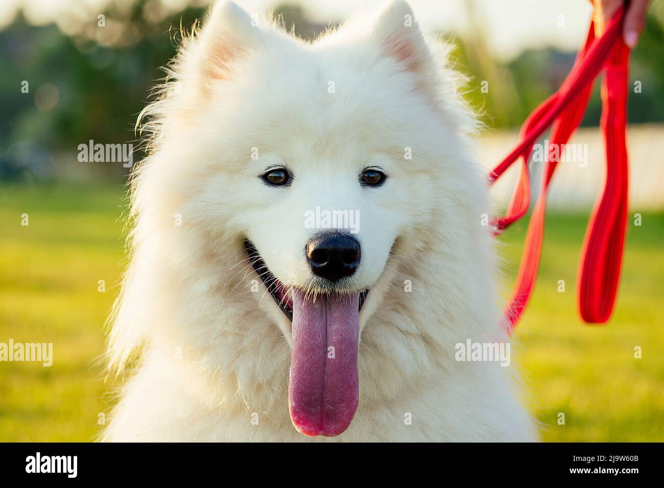 white fluffy cute samoyed dog in the summer park sunset rays field ...