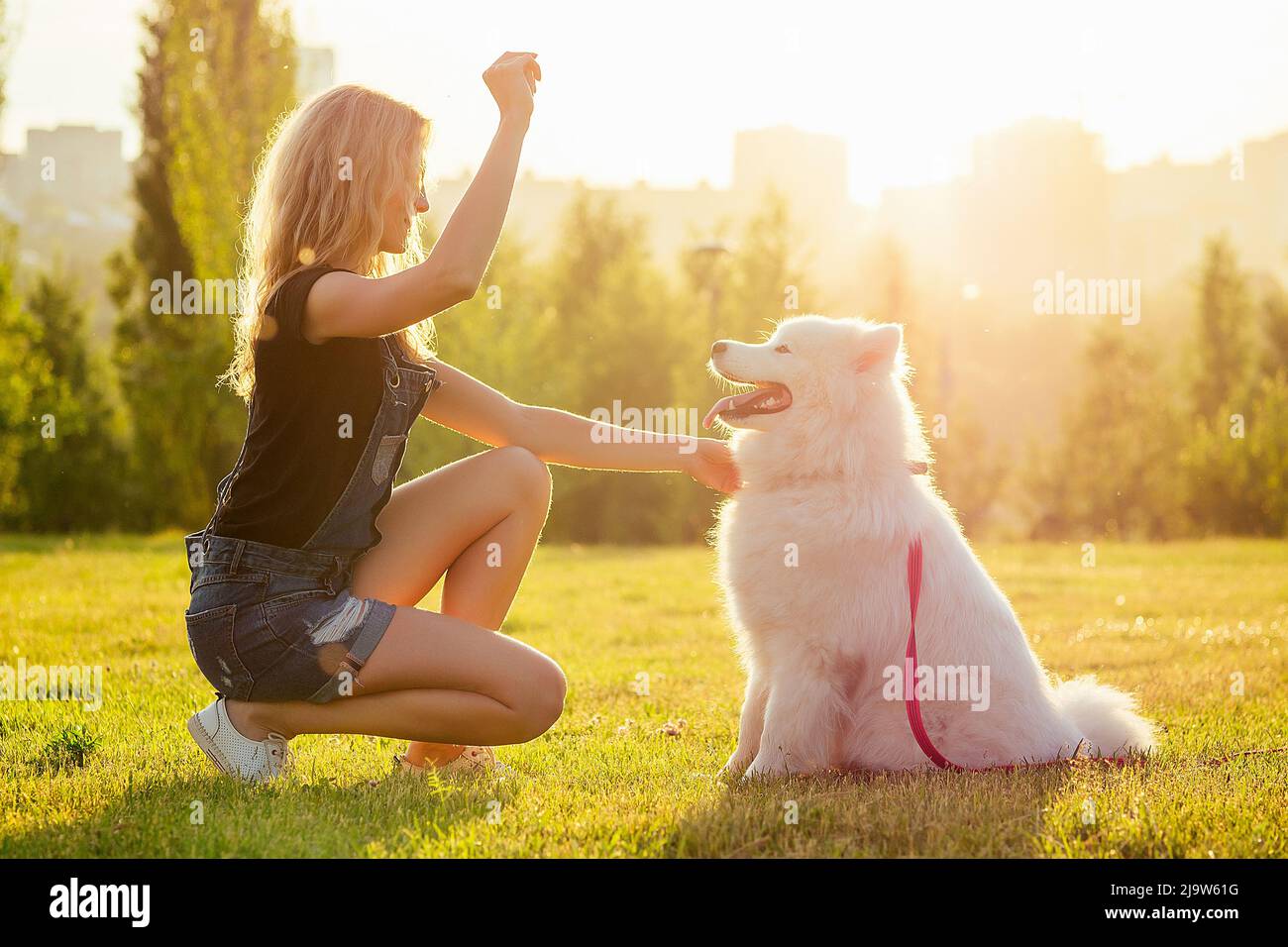 Clapping dog hi-res stock photography and images - Alamy