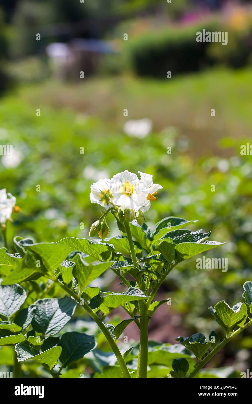 Potato flowers blooming in agriculture organic farm field. Vegetables ...