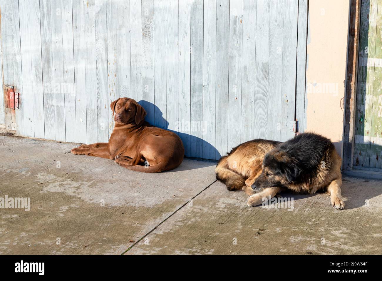 Two homeless dogs lay on a street pavement in a sunshine Stock Photo ...