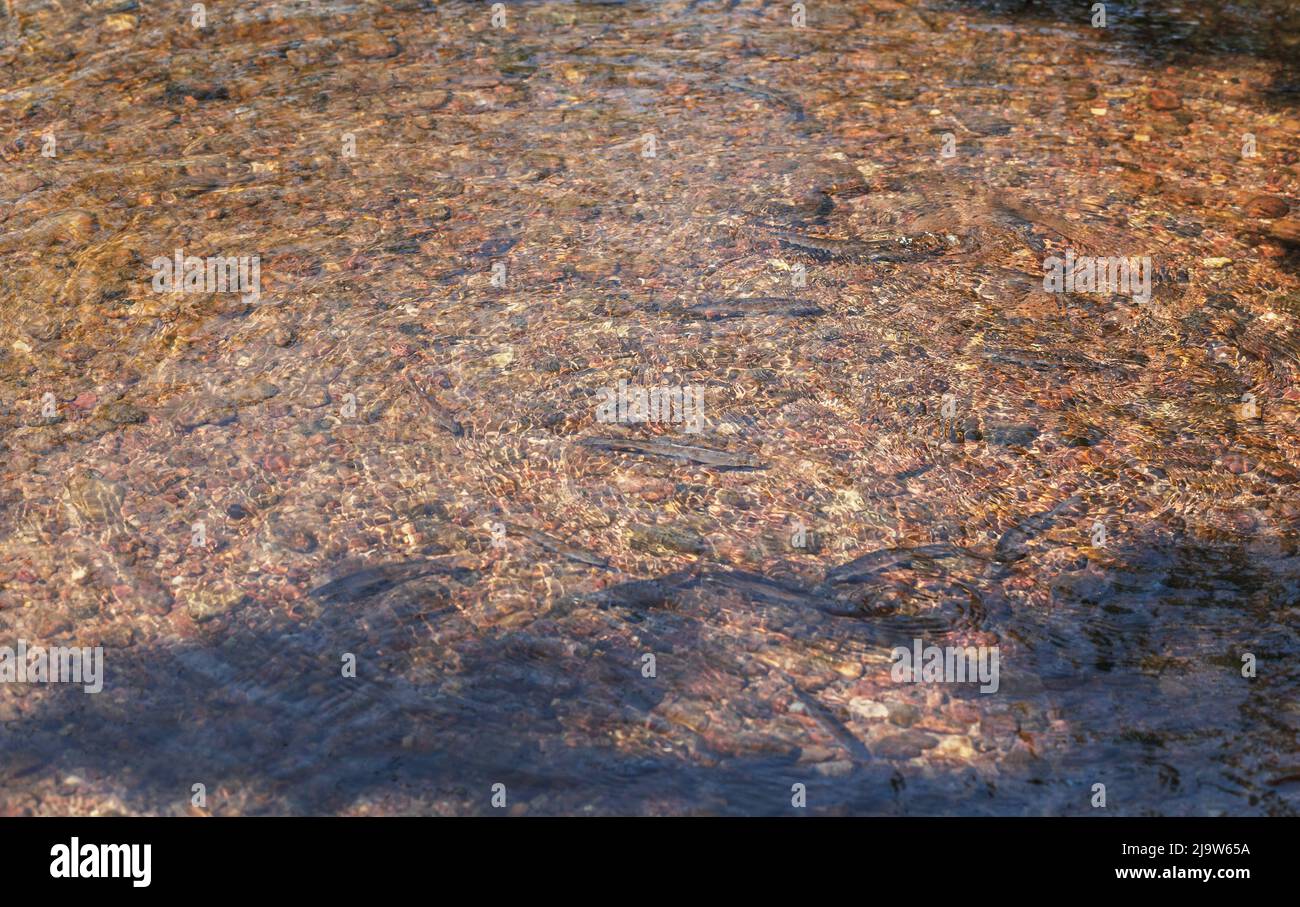 Flock of small fish is in a shallow river water, close up photo with ...